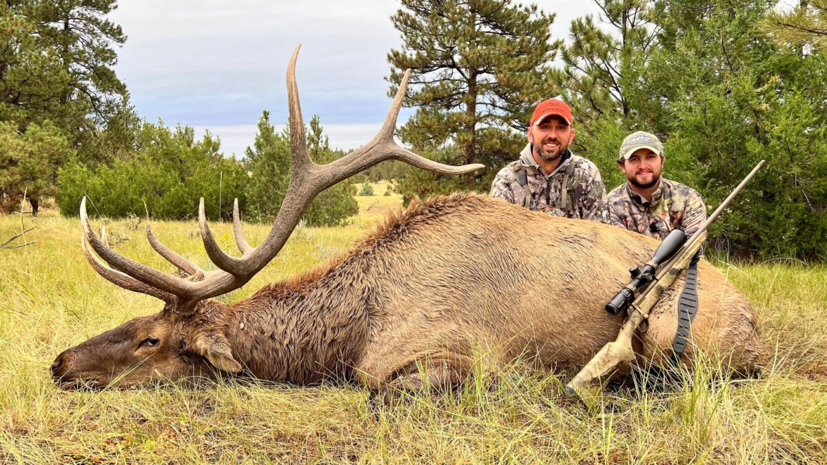 Elk | Blue Rock Outfitters